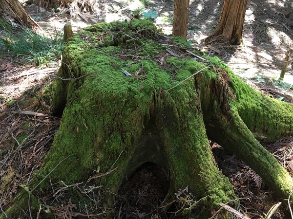 [01] Meeting with Kiso-Hinoki - 木曽檜三百年